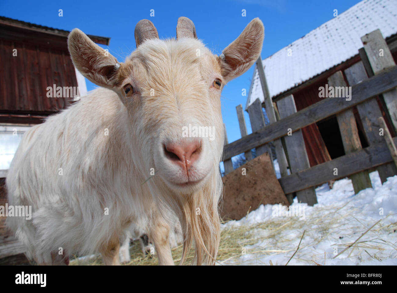 Close-up on a funny looking goat Stock Photo - Alamy