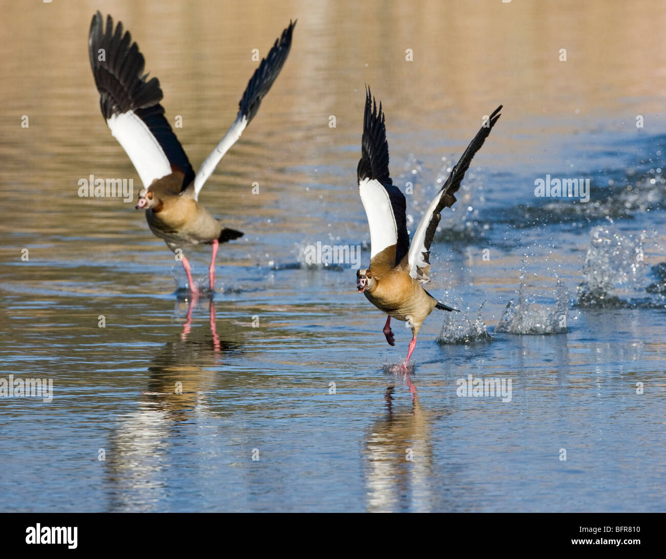 Egyptian goose running on water in preparation for take off Stock Photo ...