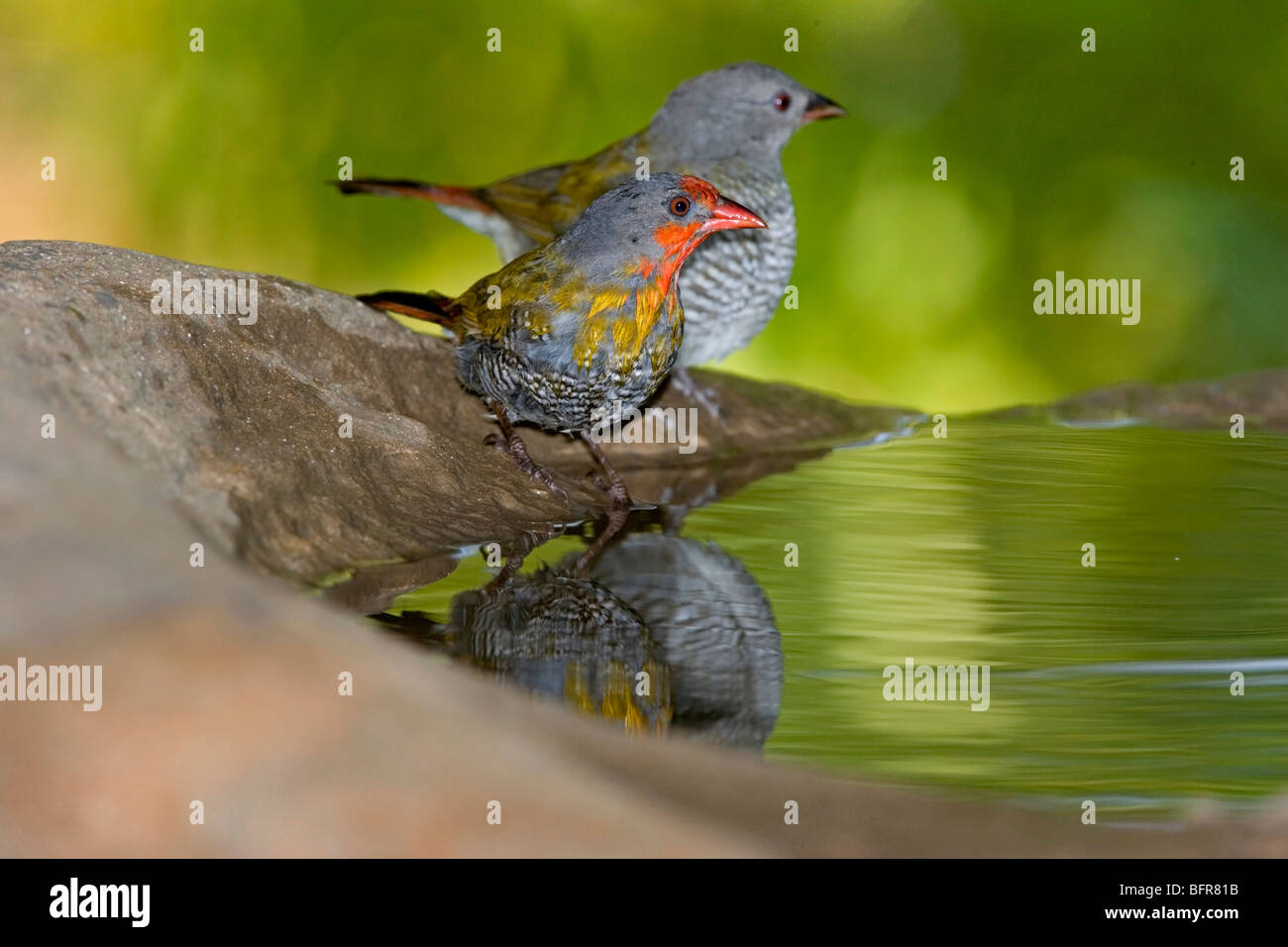 Green-winged Pytilia pair Stock Photo - Alamy
