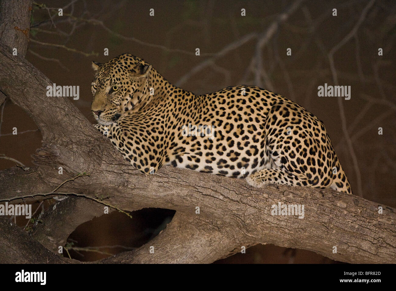 Leopard lying in a tree at night Stock Photo - Alamy