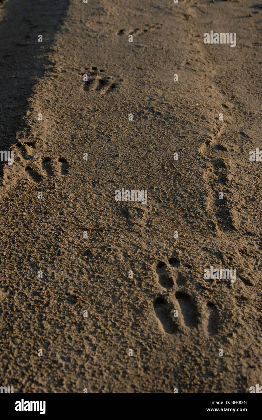 Aardvark hi-res stock photography and images - Alamy