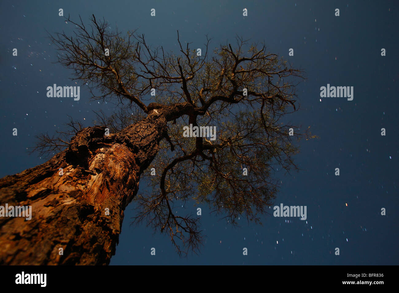 Starry night sky with tree hi-res stock photography and images - Alamy