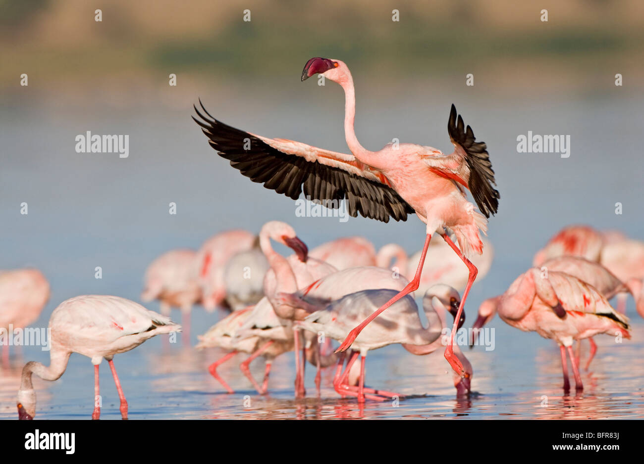Lesser Flamingo