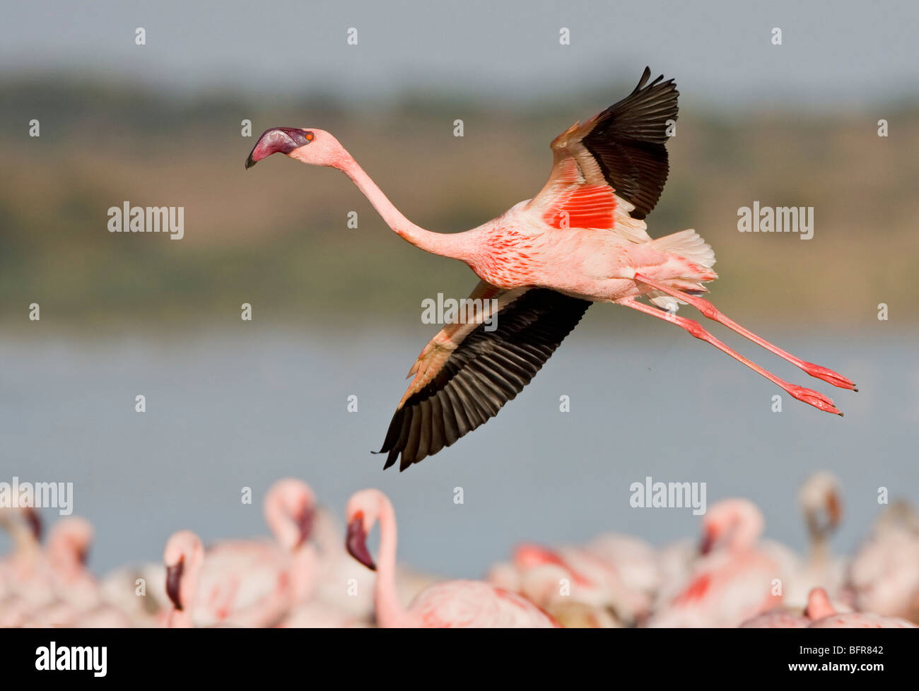 Lesser flamingo in flight over water Stock Photo - Alamy