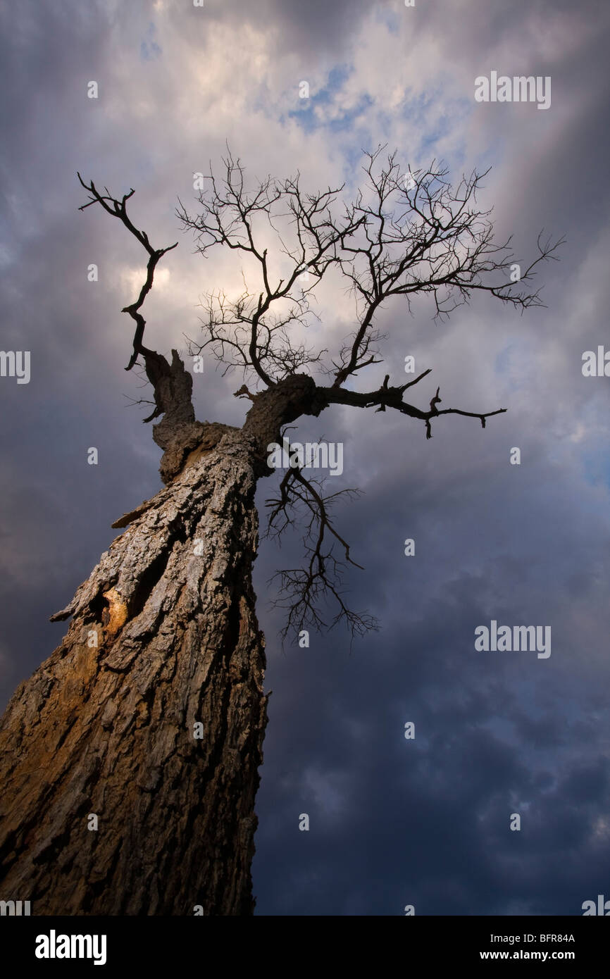 Tree with clouds hi-res stock photography and images - Alamy