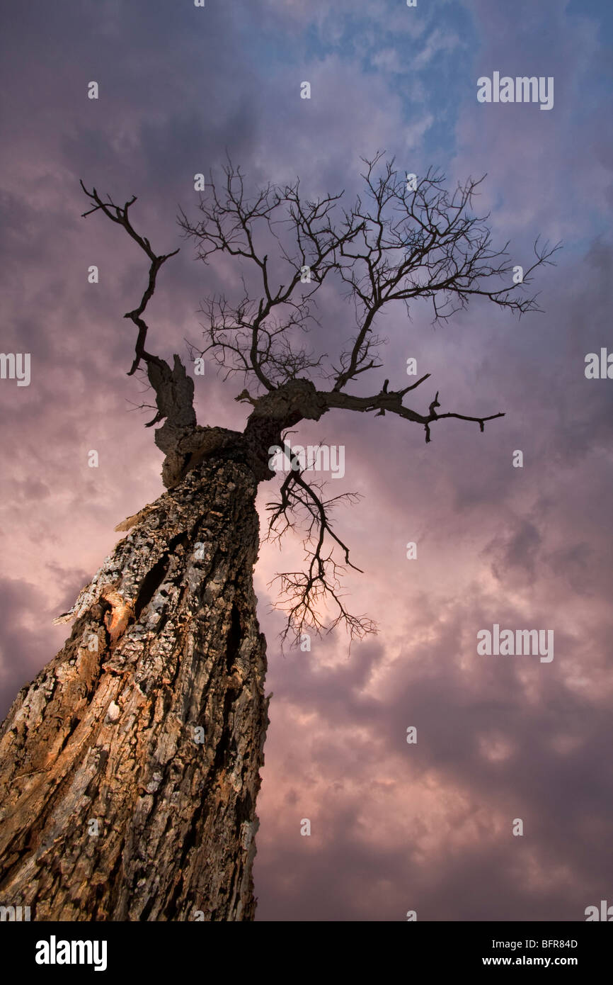 Low angle view of tree with clouds at sunset Stock Photo - Alamy