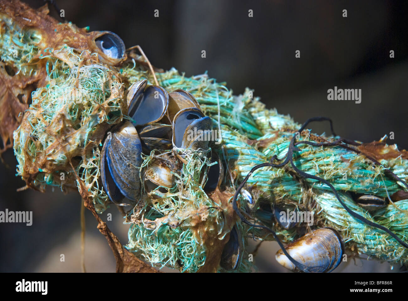 Common mussel shells mytilus edulis hi-res stock photography and images ...