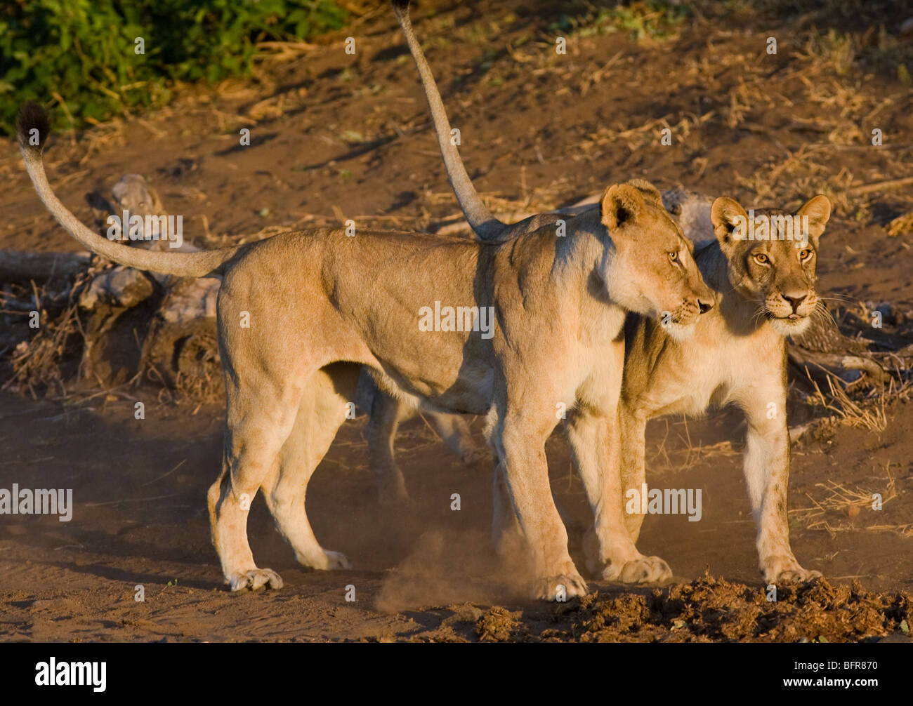 Lion with two tails hi-res stock photography and images - Alamy