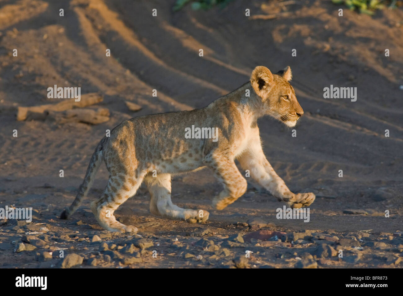 Lion cub running Stock Photo - Alamy