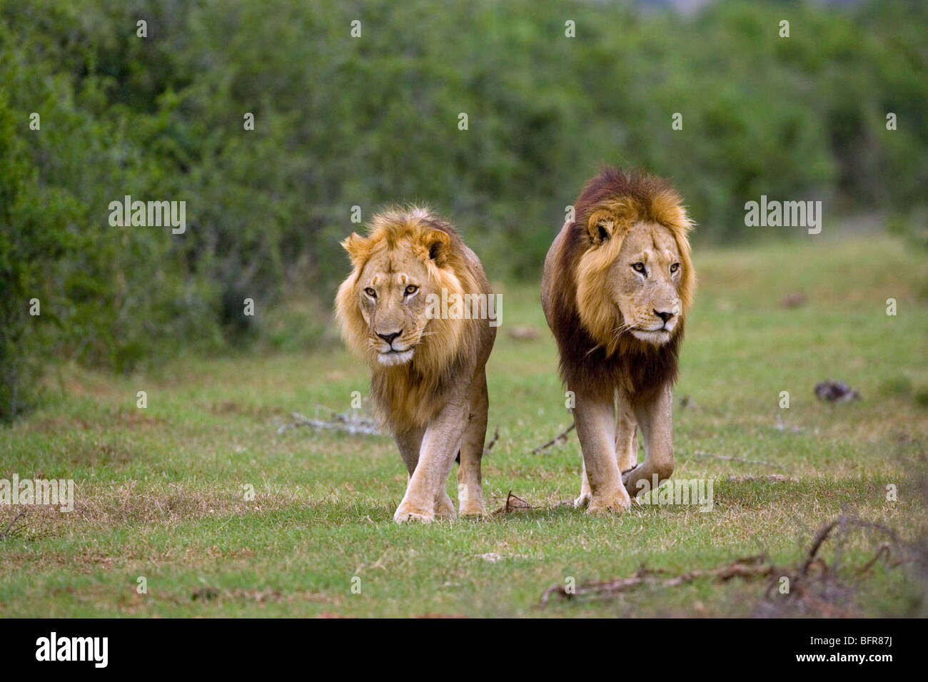 Two male Lions walking side by side Stock Photo - Alamy