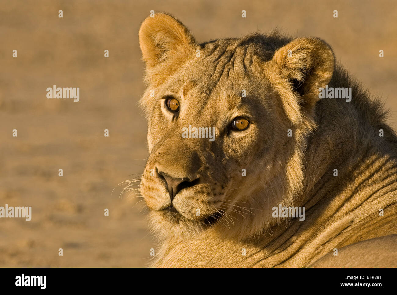 Lion Looking Back at Amber Boniwell blog