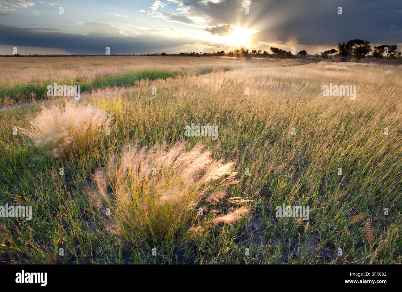 African landscape grass hi-res stock photography and images - Alamy