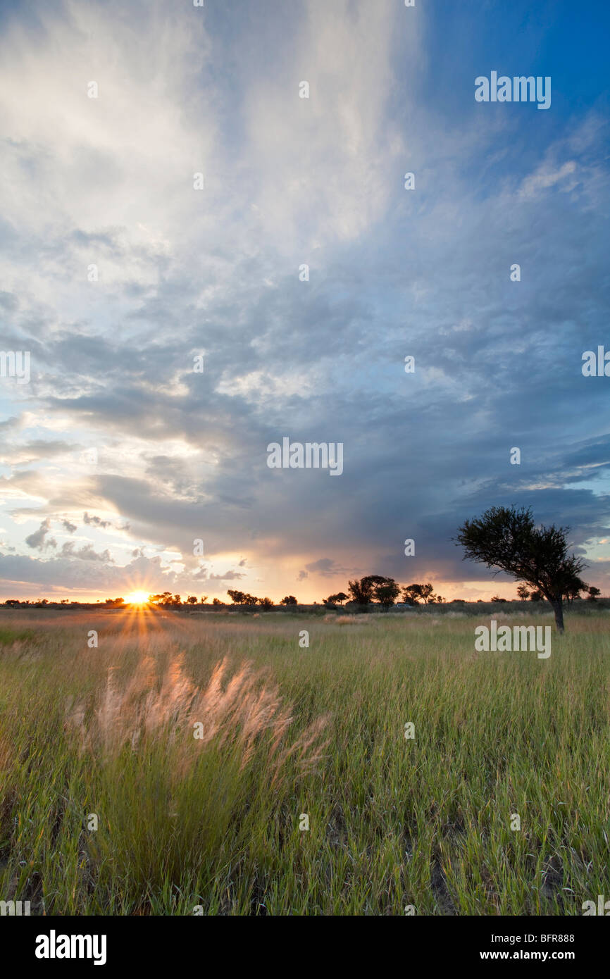 African landscape grass hi-res stock photography and images - Alamy
