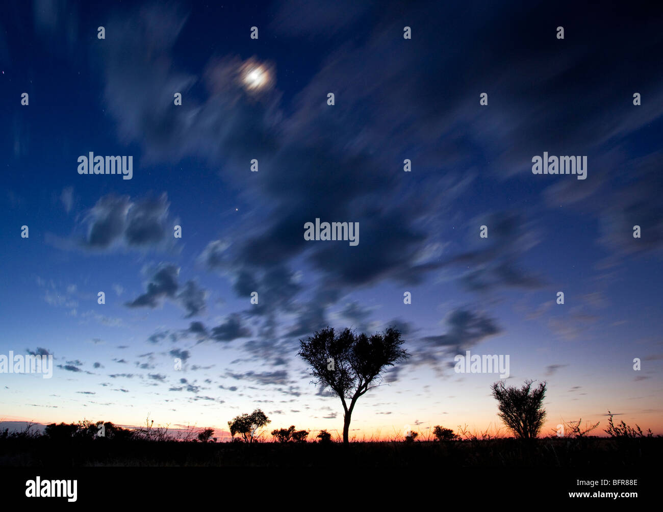 Sunset with silhouetted shrubs and blurred moon behind grey clouds in ...