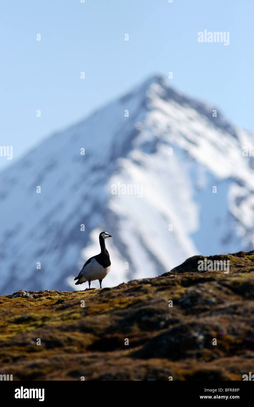 barnacle goose sitting in grass in with snow capped mountain in the ...