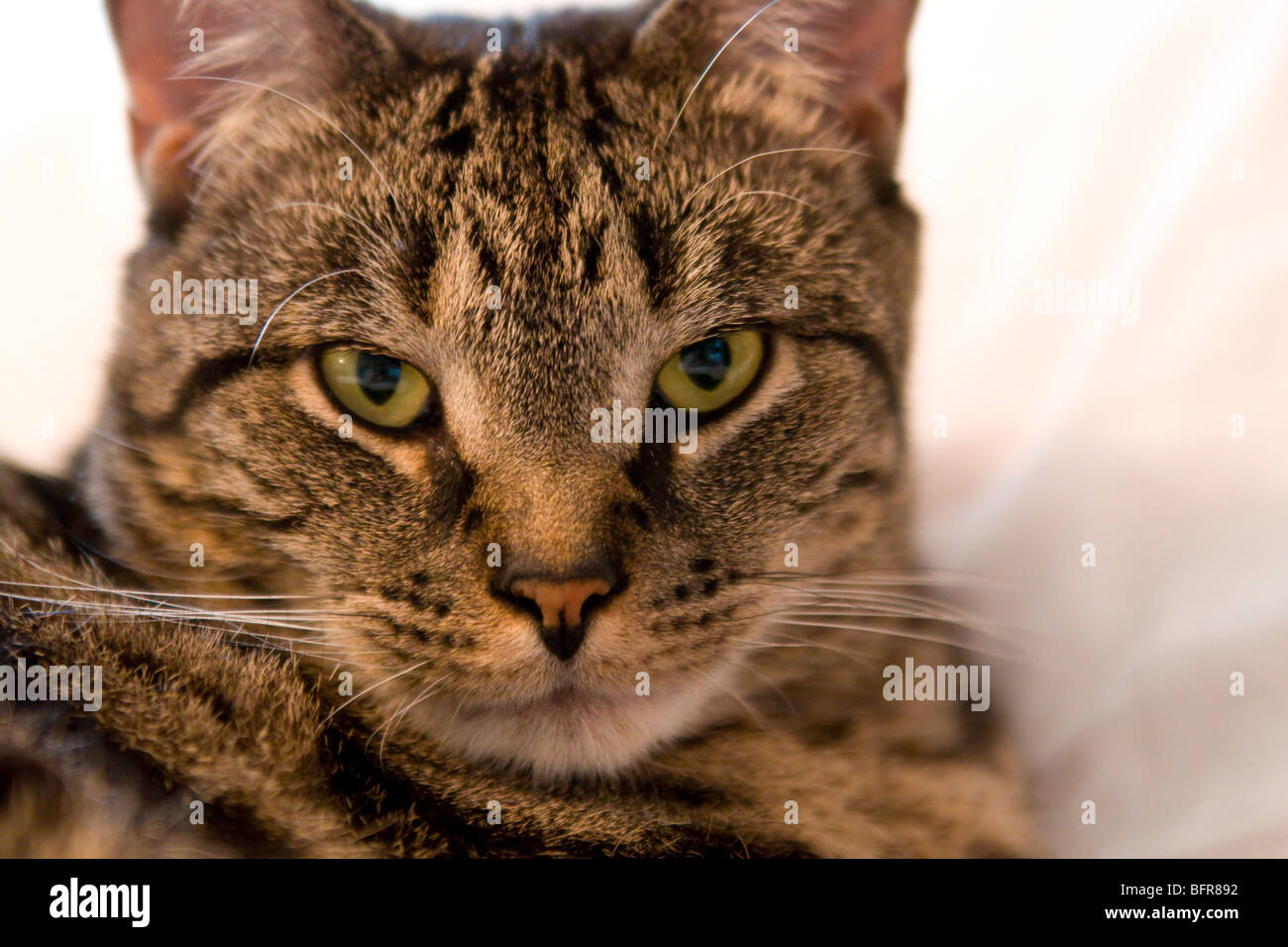 Domestic short hair cat Stock Photo - Alamy