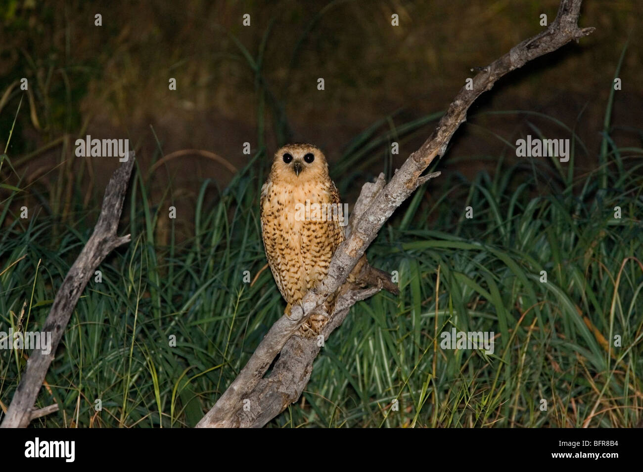 Pel's Fishing Owl High Resolution Stock Photography and Images - Alamy