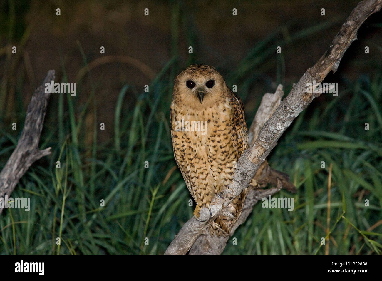 Pel's Fishing Owl High Resolution Stock Photography and Images - Alamy
