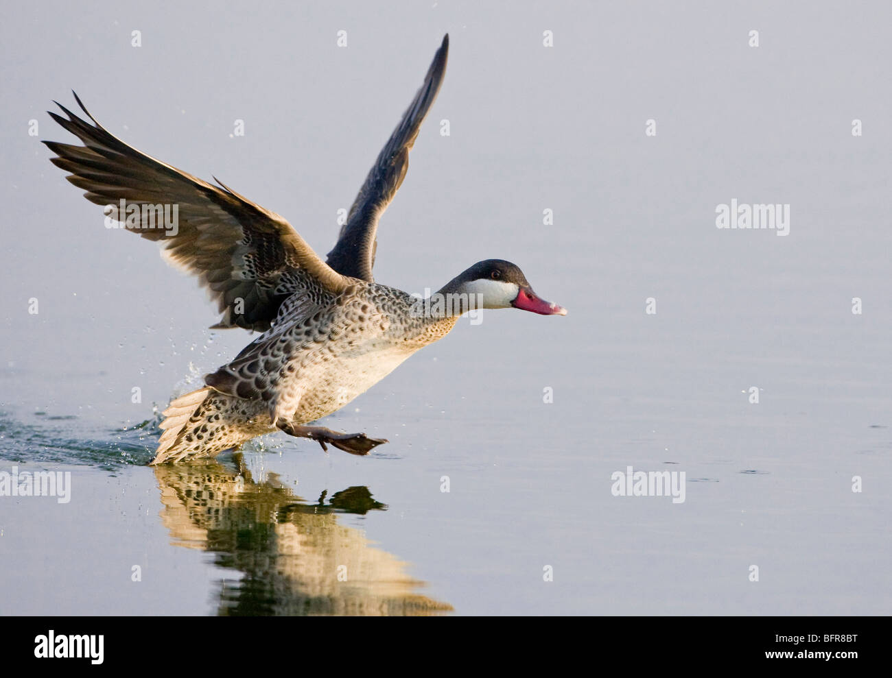 Red billed teal hi-res stock photography and images - Alamy