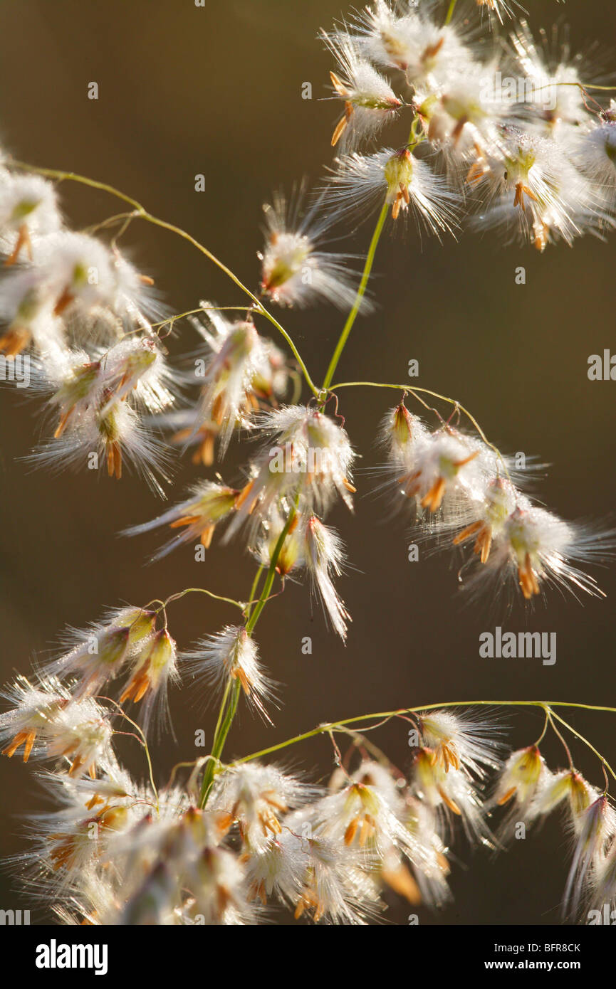 Rhynchelytrum repens flowering culm Stock Photo - Alamy