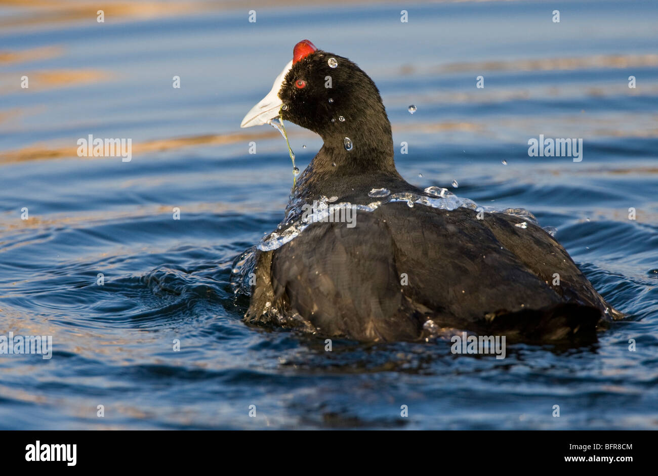 Red knobbed coot hi-res stock photography and images - Alamy