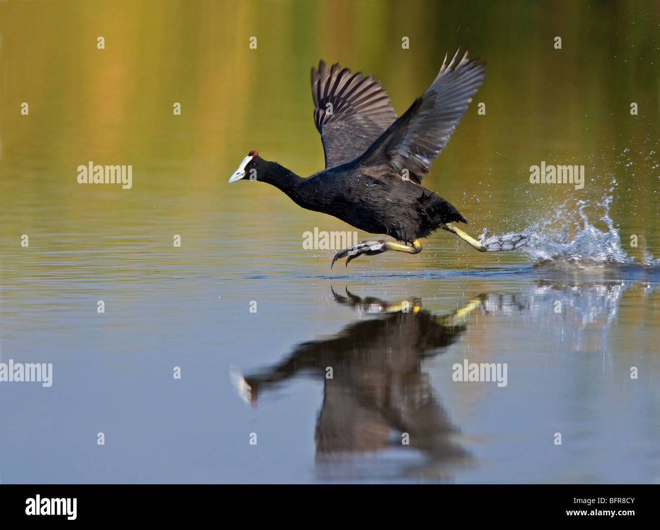 Flight take off take off hi-res stock photography and images - Alamy