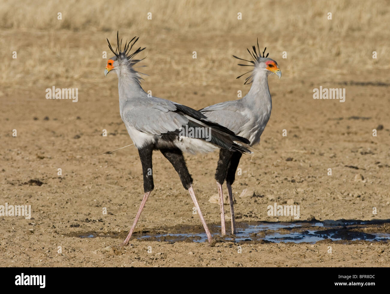 Secretary bird hi-res stock photography and images - Alamy