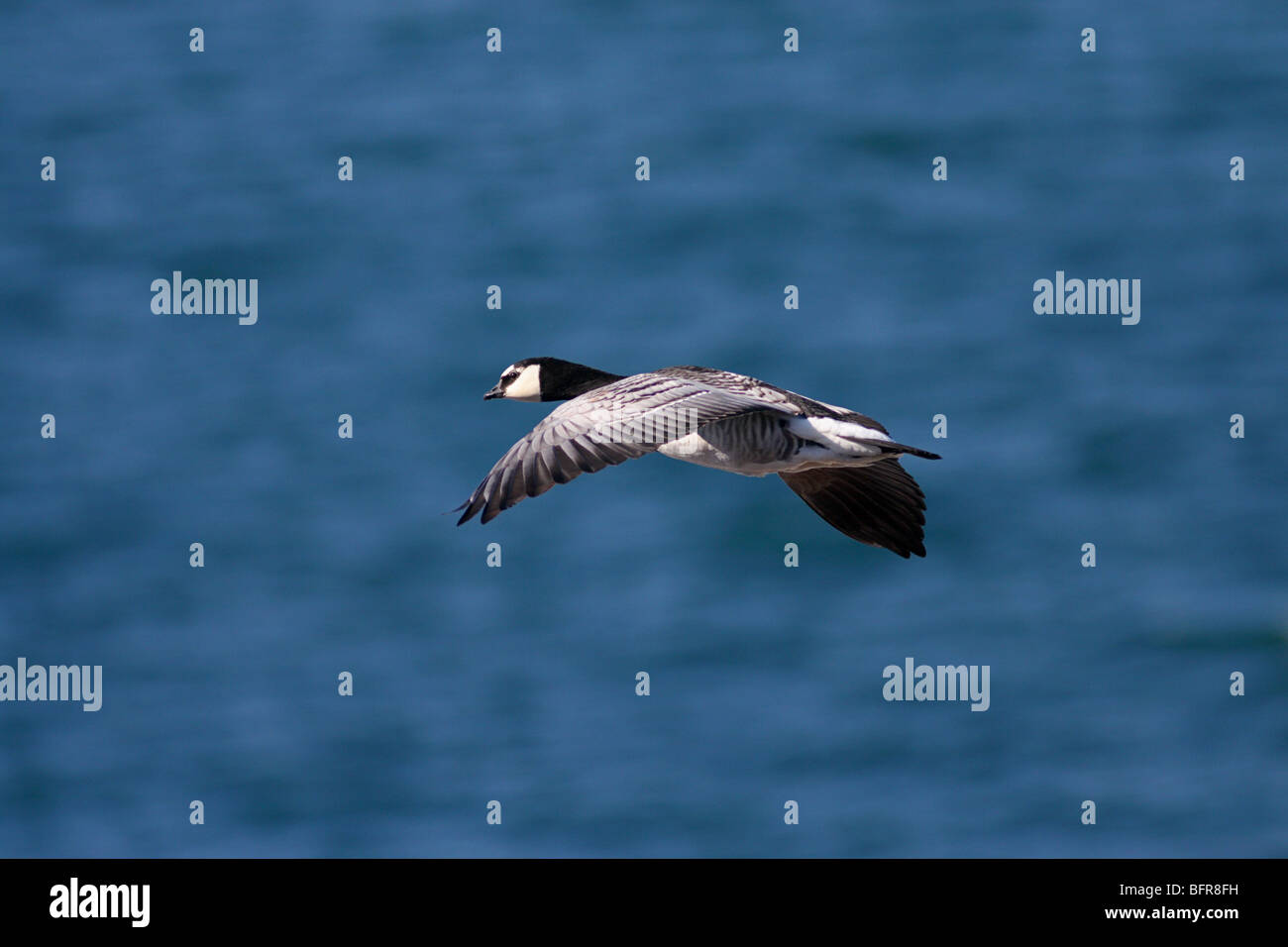 barnacle goose flying over sea in svalbard Stock Photo - Alamy