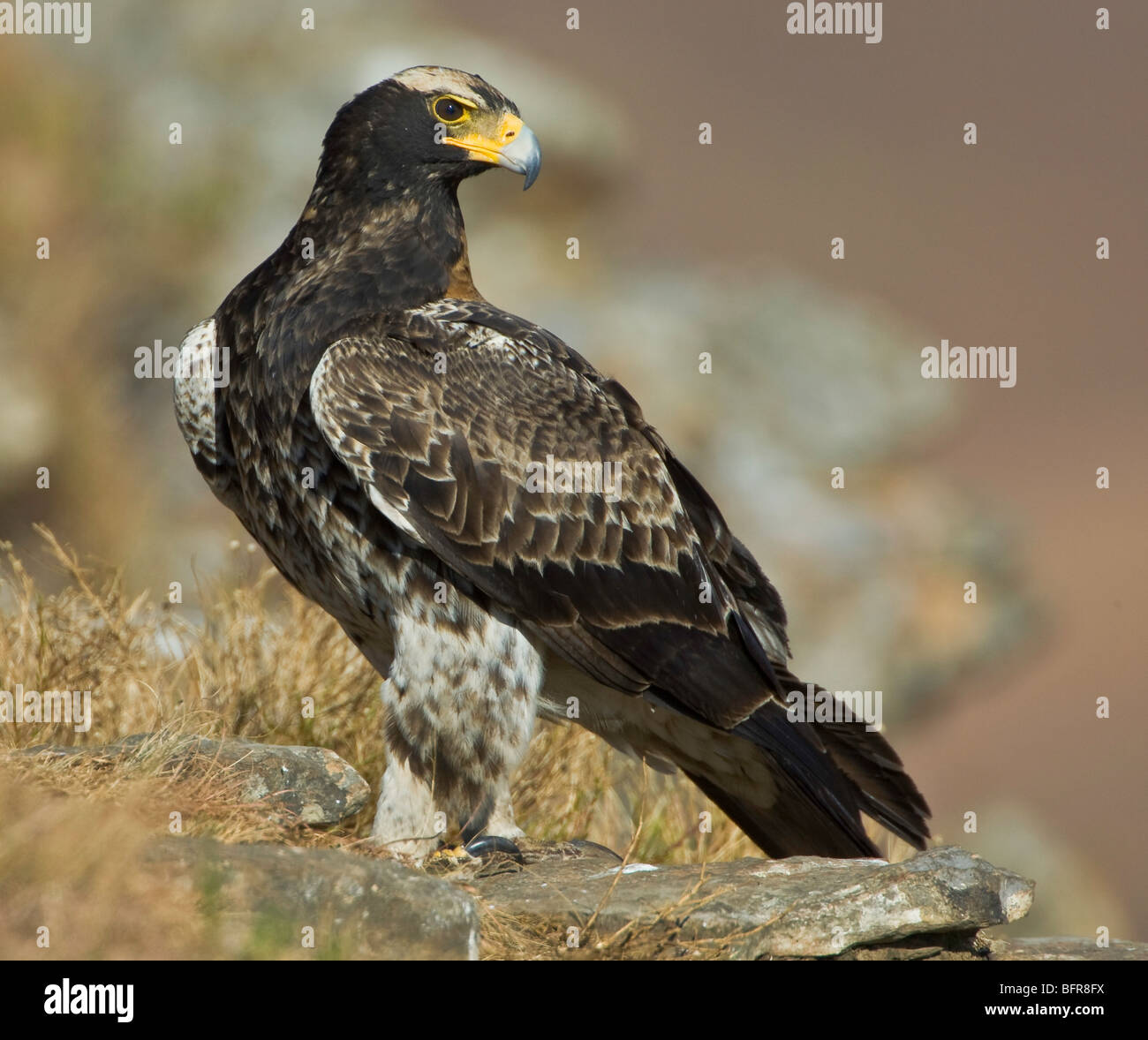 Verreauxs eagle hi-res stock photography and images - Alamy