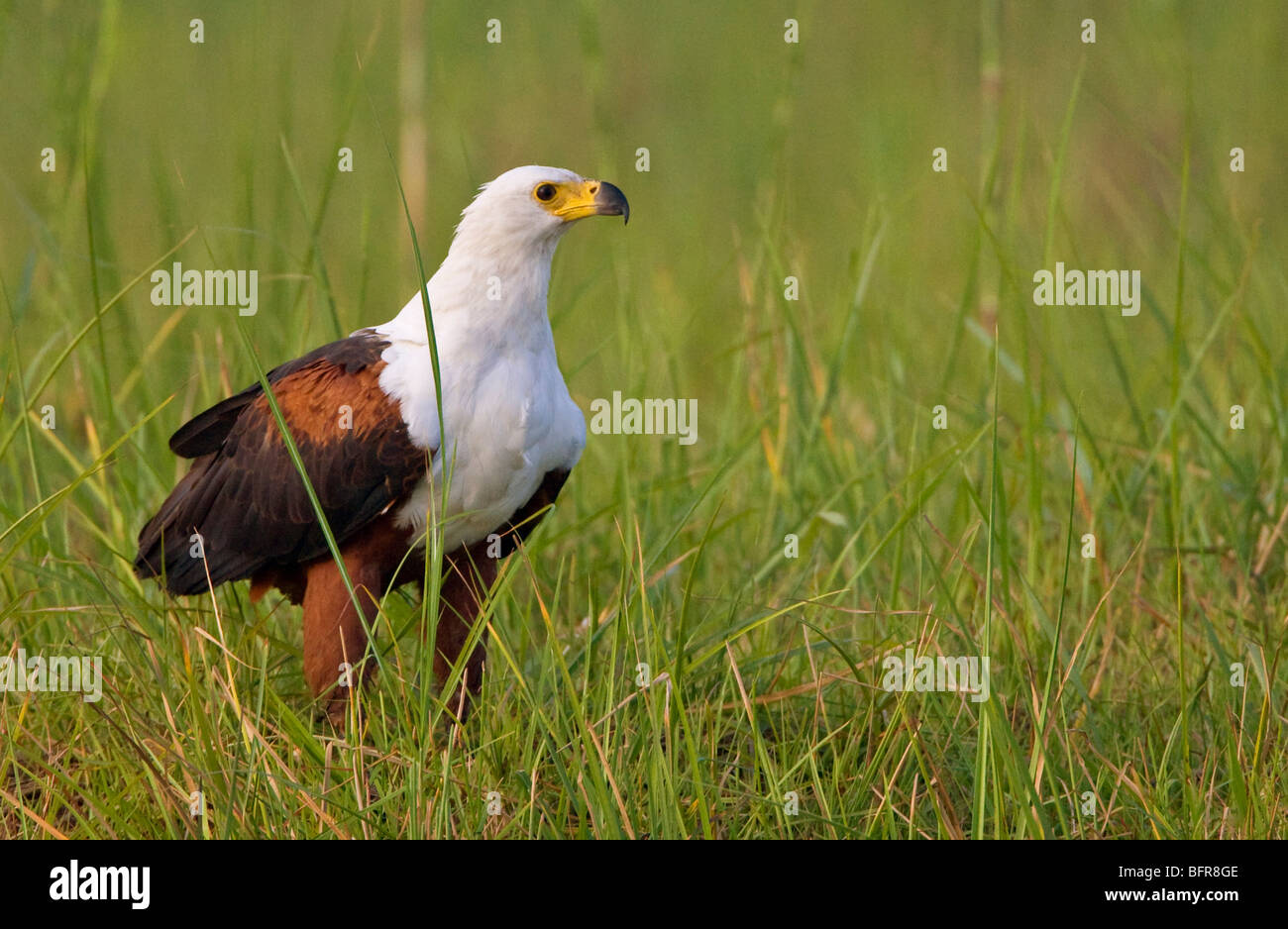 Standing eagle hi-res stock photography and images - Alamy