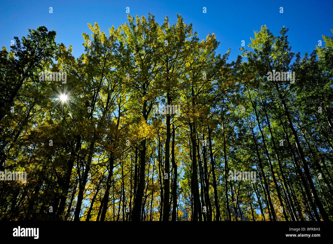 Golden trees fall banff hi-res stock photography and images - Alamy