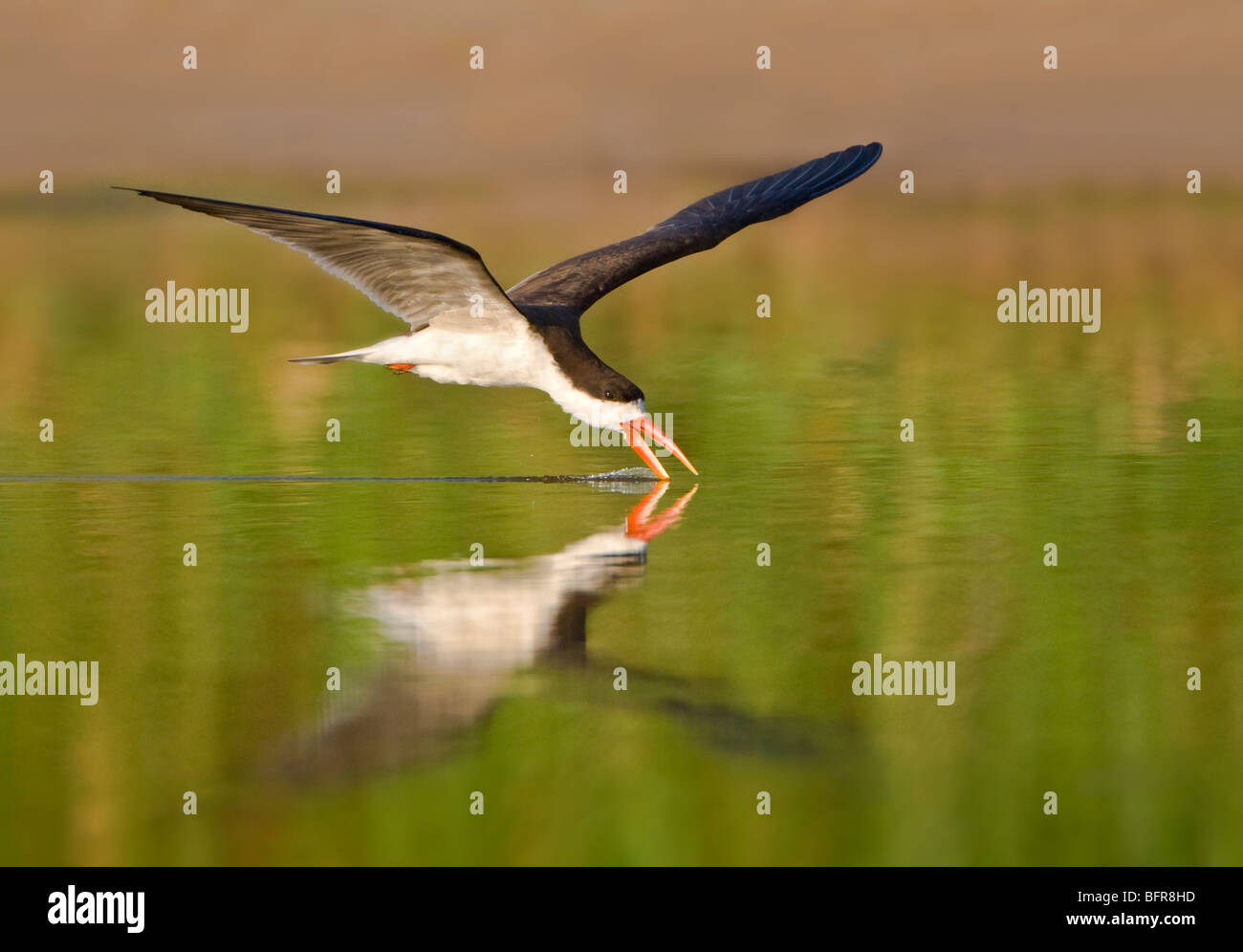 African skimmer flying low with its beak trailing on the surface of the ...