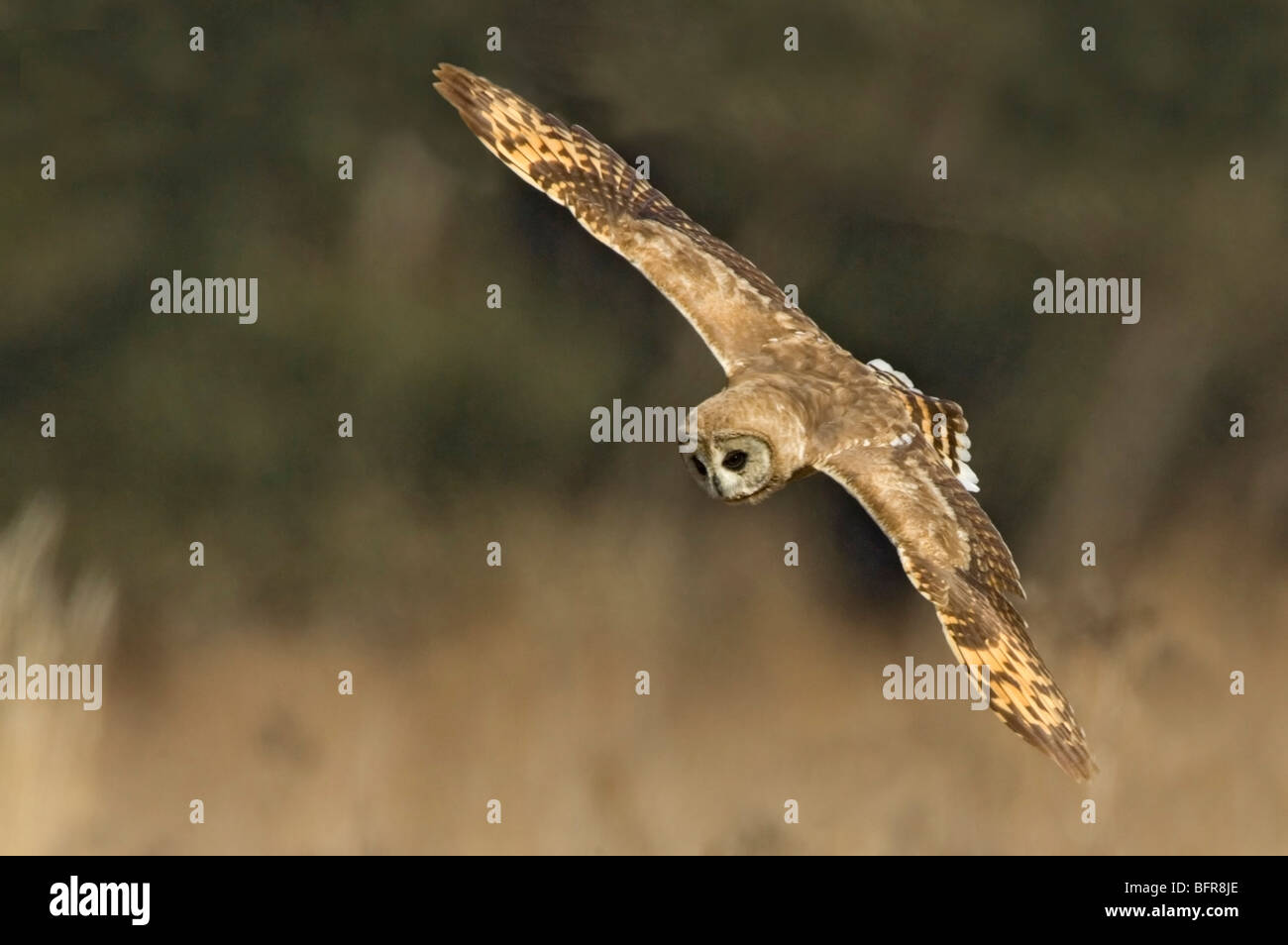 Marsh owl in flight Stock Photo - Alamy