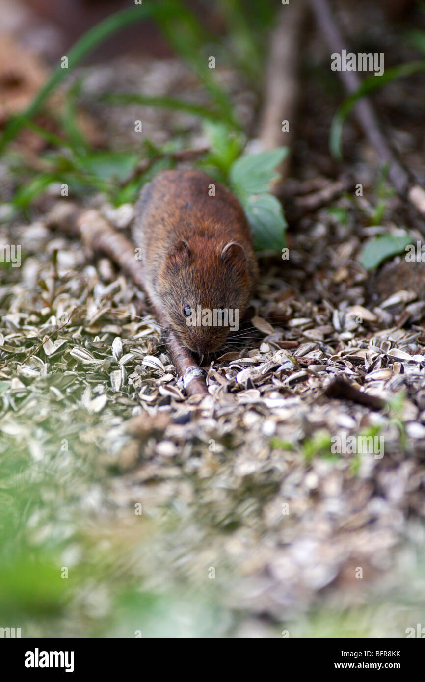 mouse eating seeds Stock Photo - Alamy