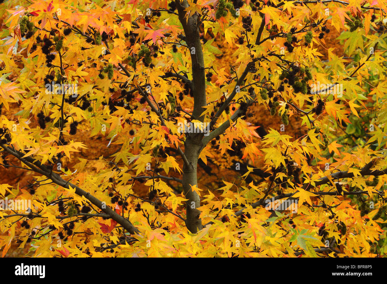 Sweet gum tree turning yellow in autumn Liquidambar styraciflua Stock ...