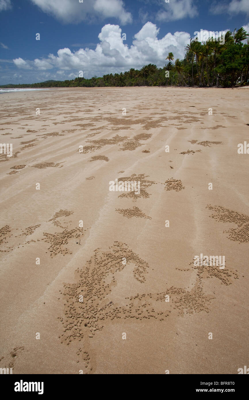Ghost crab burrows, Mission Beach, near Cairns, Queensland, Australia ...