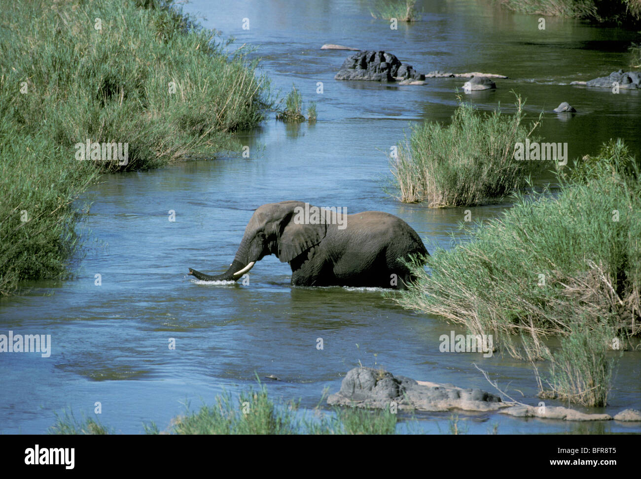 'elephant river' kruger hi-res stock photography and images - Alamy