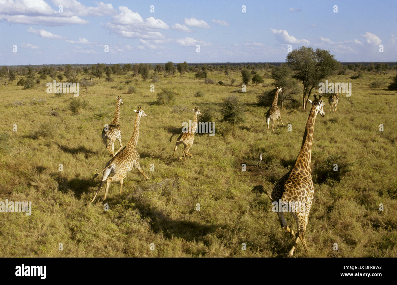 Aerial view of Southern Giraffe (Giraffa cameleopardalis giraffa ...