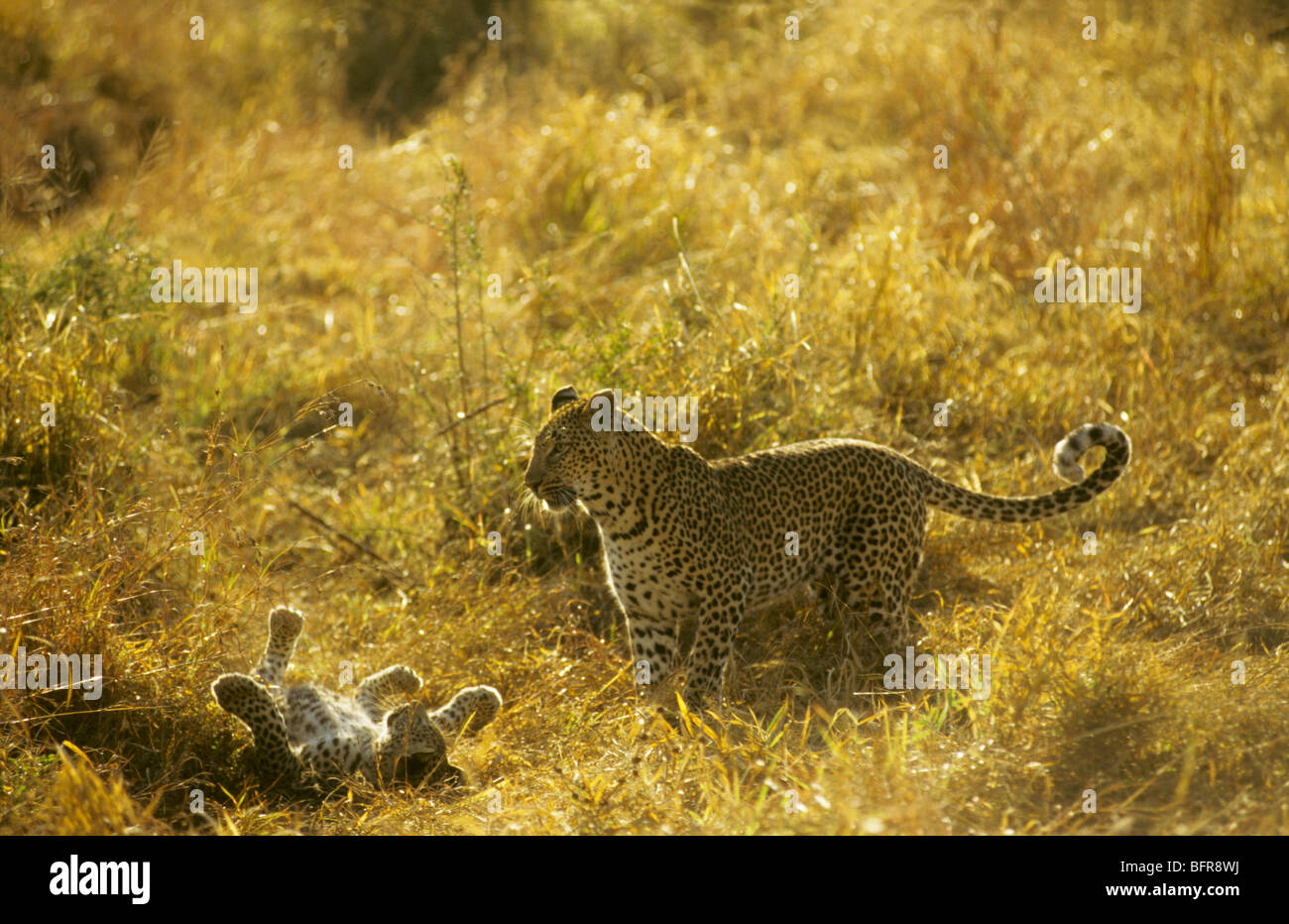 Playful leopard cub cute hi-res stock photography and images - Alamy
