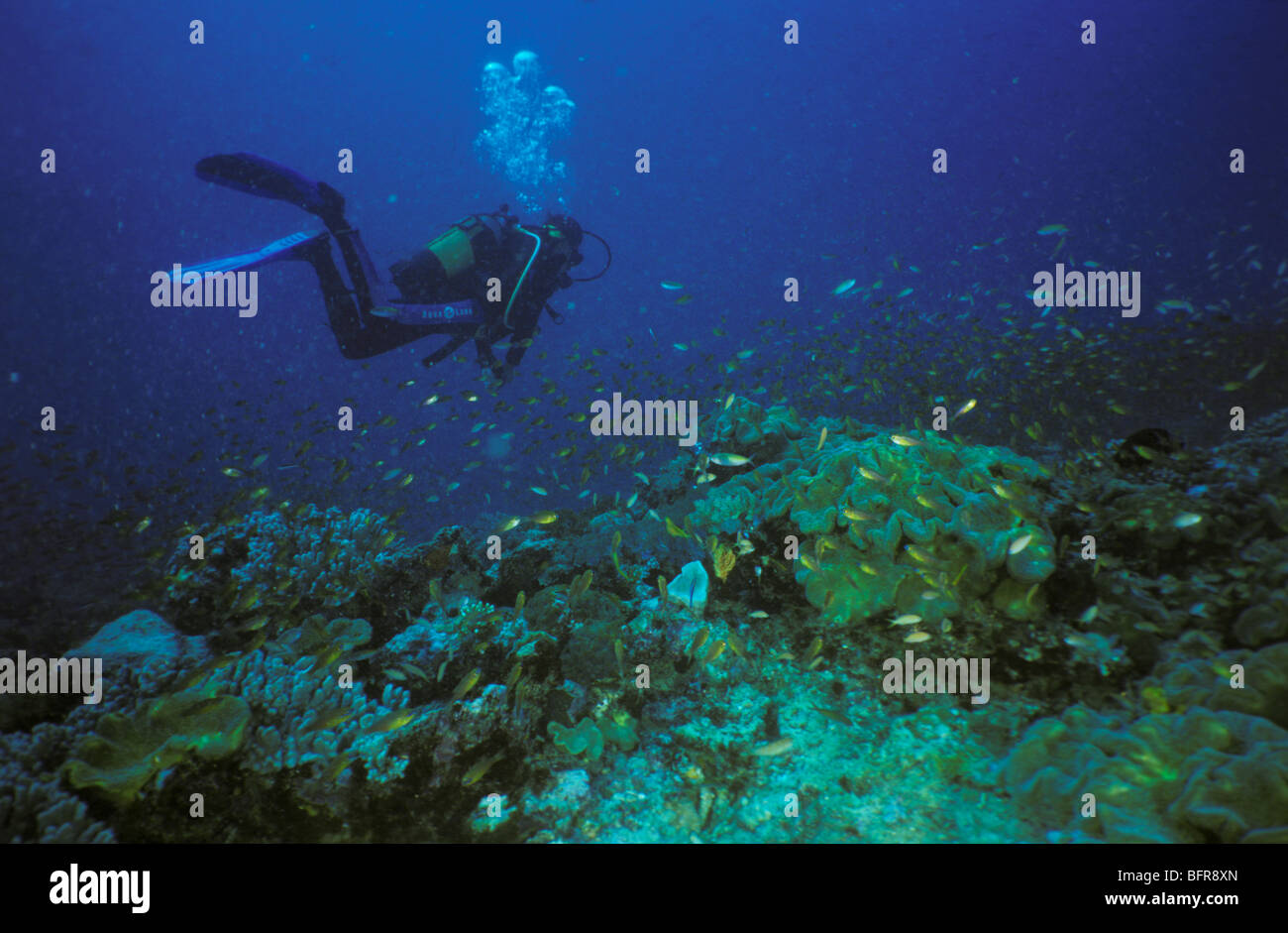 Diver swimming over reef Stock Photo - Alamy