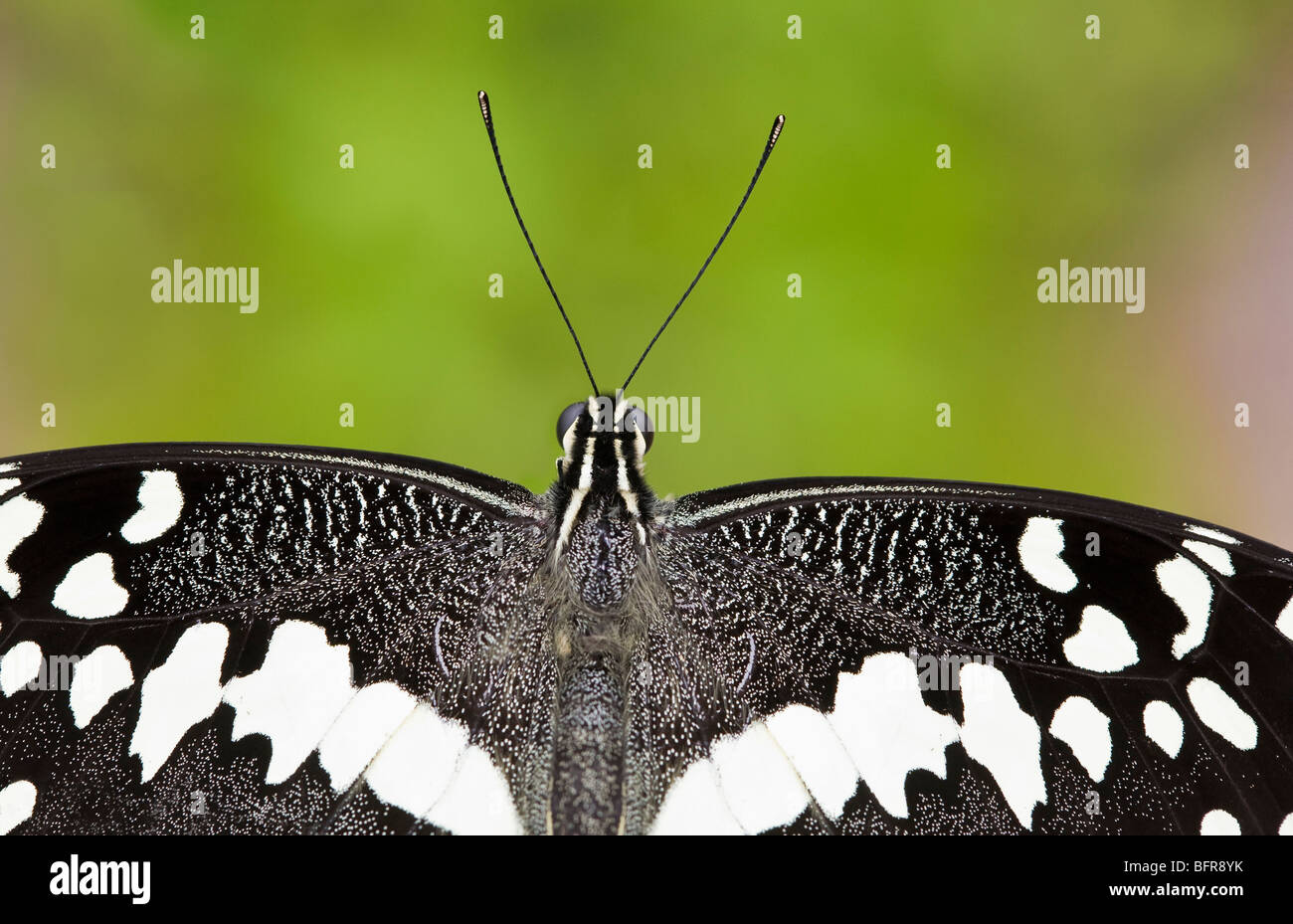 Butterfly Head Stock Photos & Butterfly Head Stock Images - Alamy