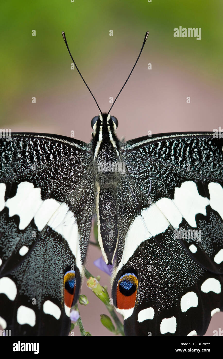 Triangular shaped wings hi-res stock photography and images - Alamy