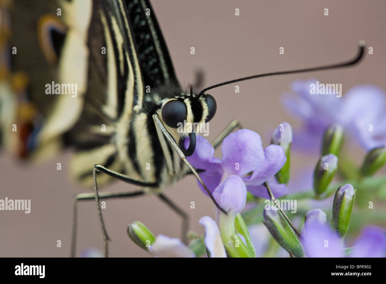 Triangle butterfly hi-res stock photography and images - Alamy