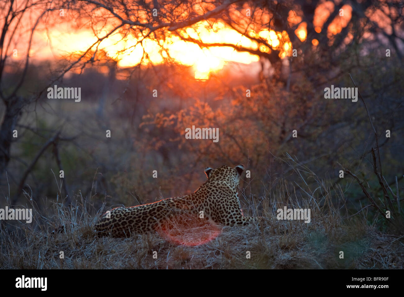 Leopard at sunset hi-res stock photography and images - Alamy