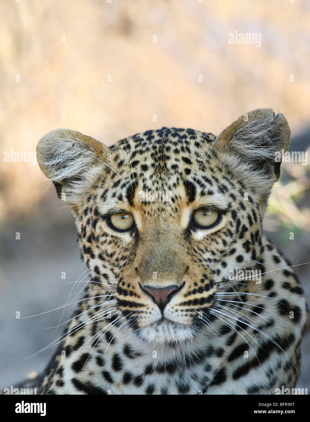 Leopard portrait hi-res stock photography and images - Alamy