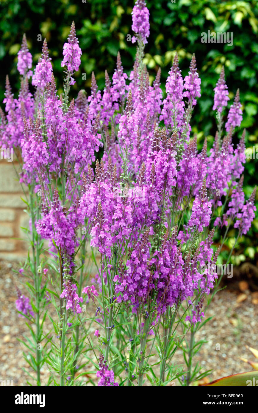 Herbaceous perennial garden plant close up closeup close up detail hi ...