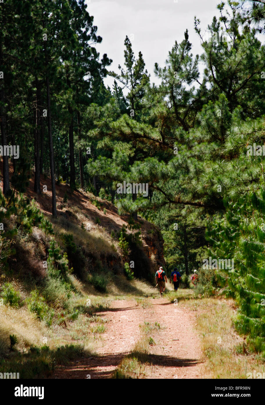 Walking pine hi-res stock photography and images - Alamy