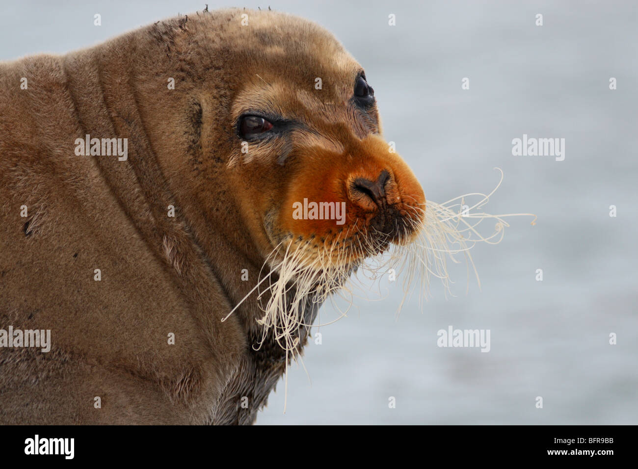 Arctic seal hi-res stock photography and images - Alamy