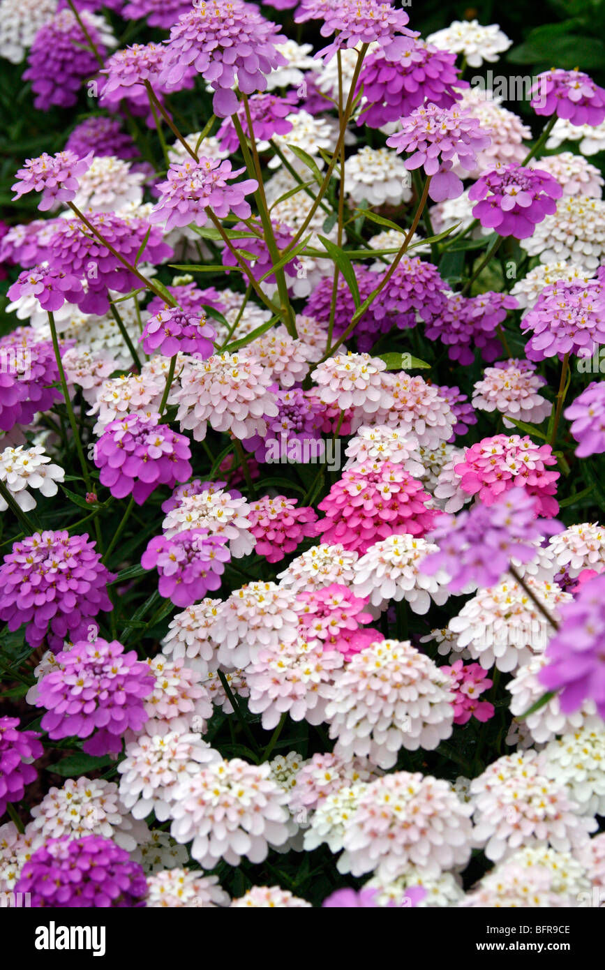 Candytuft hi-res stock photography and images - Alamy