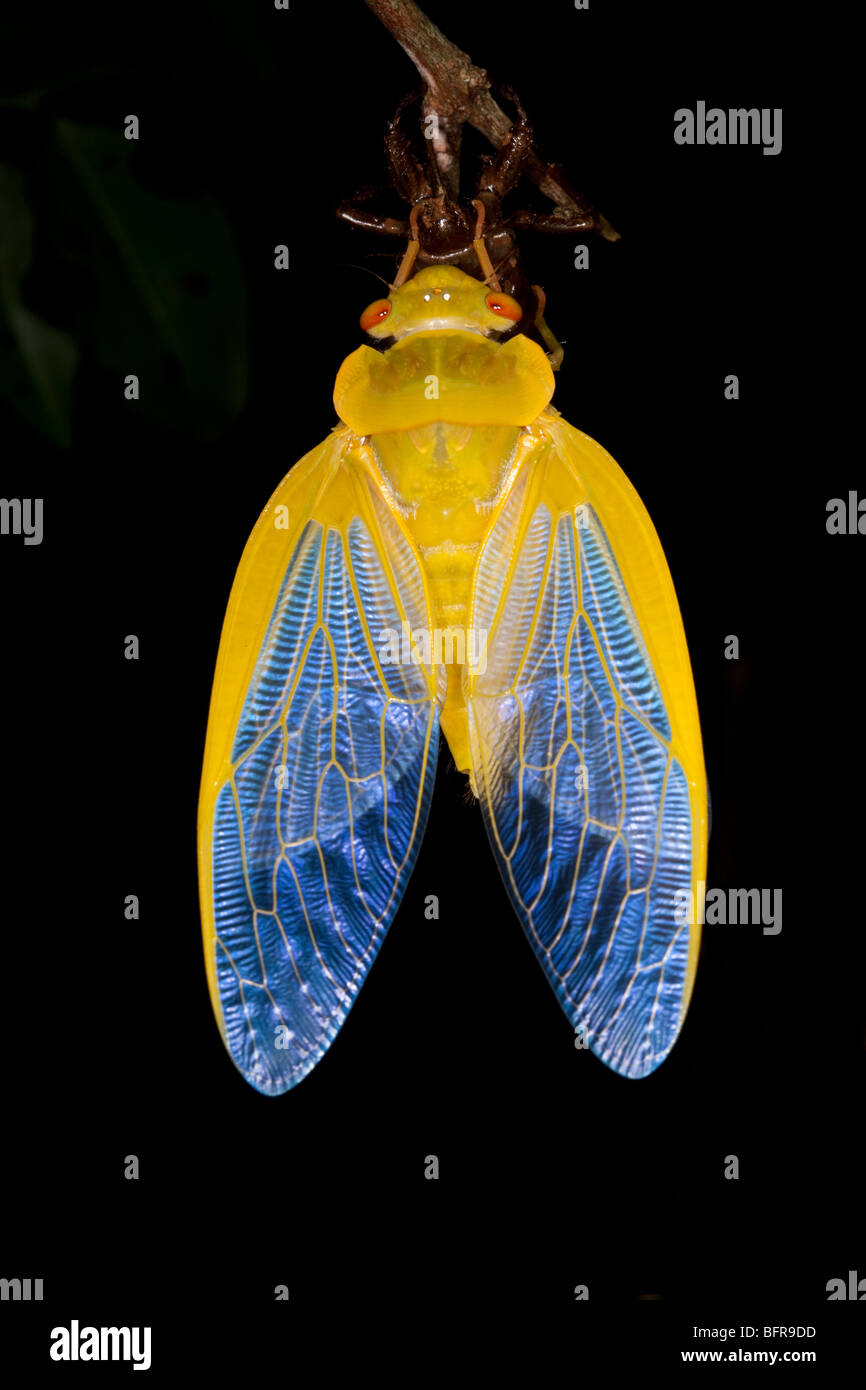 Australian cicada yellow hi-res stock photography and images - Alamy